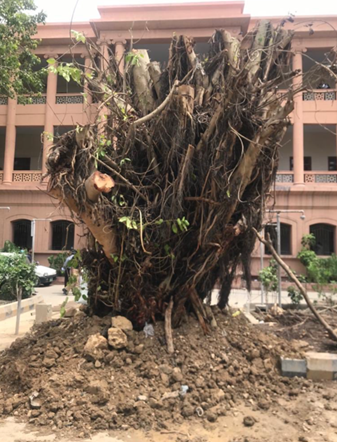 The Banyan Tree Project — A ‘Green’-Heritage Preservation Project - A ...